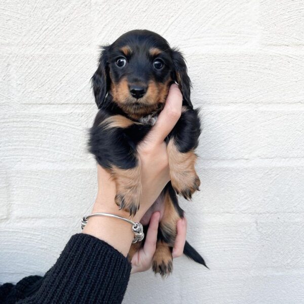 Merle Dachshund | Mini Dachshund for sale | All Dachshund