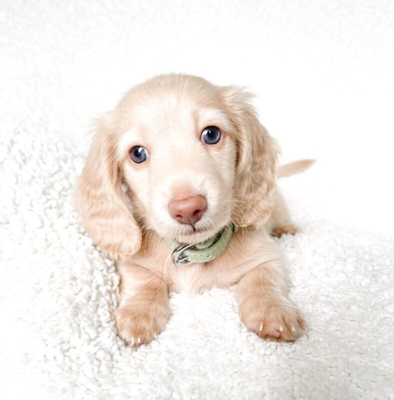 Cream Miniature Dachshund | All Dachshund
