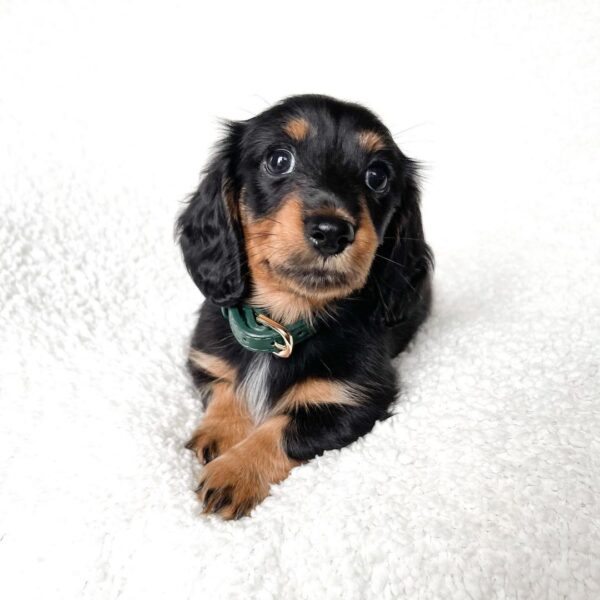 Merle Dachshund | Mini Dachshund for sale | All Dachshund