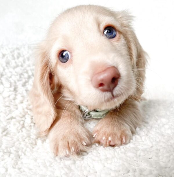 Cream Miniature Dachshund | All Dachshund