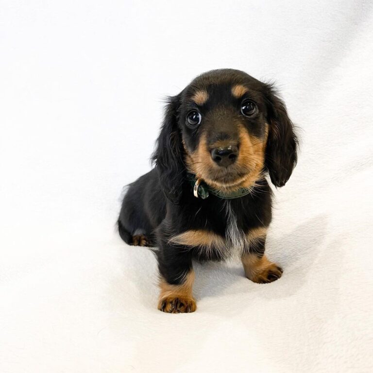 Buy Mini Dachshund Puppies | All Dachshund
