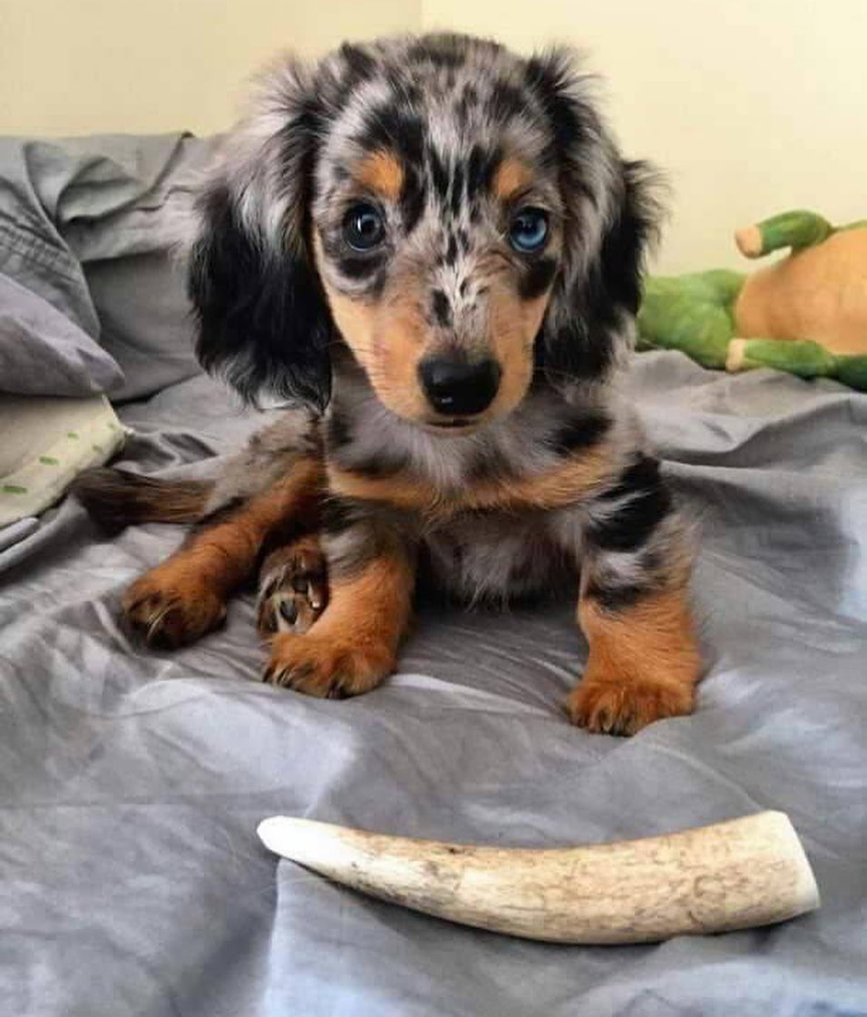 Long Haired Mini Dachshunds | All Dachshund