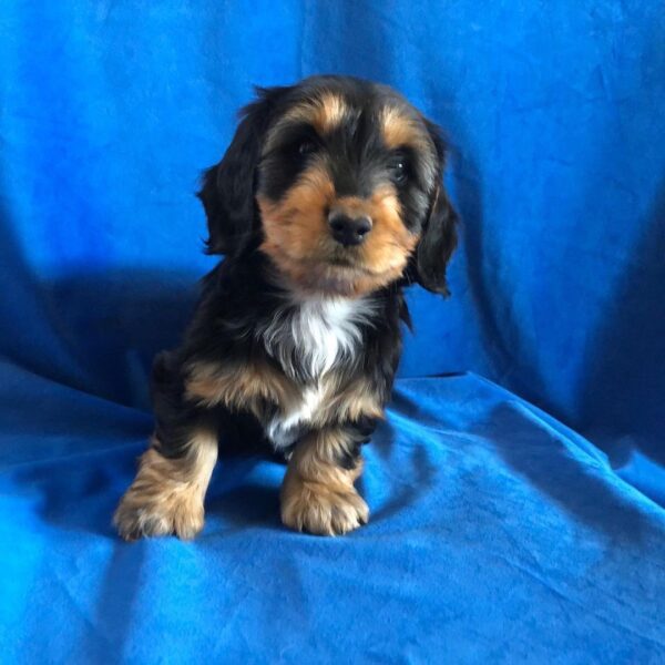 Merle Dachshund | Mini Dachshund for sale | All Dachshund