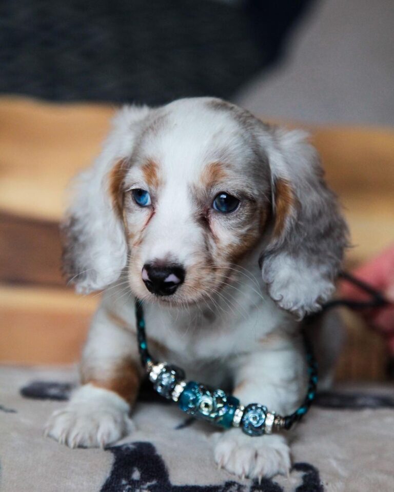 Silver Dapple Dachshund | All Dachshund