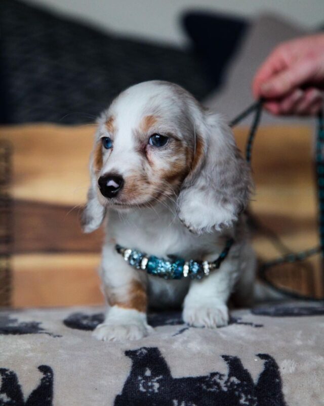 Silver Dapple Dachshund | All Dachshund