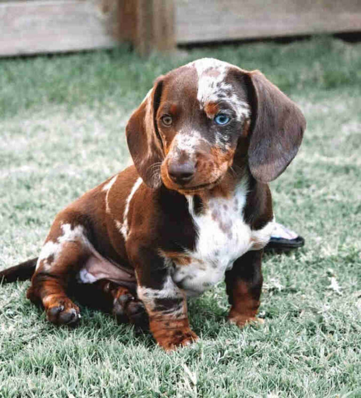 Blue Eyed Dachshund For Sale | All Dachshund