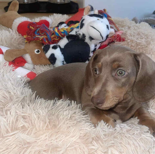 Merle Dachshund | Mini Dachshund for sale | All Dachshund