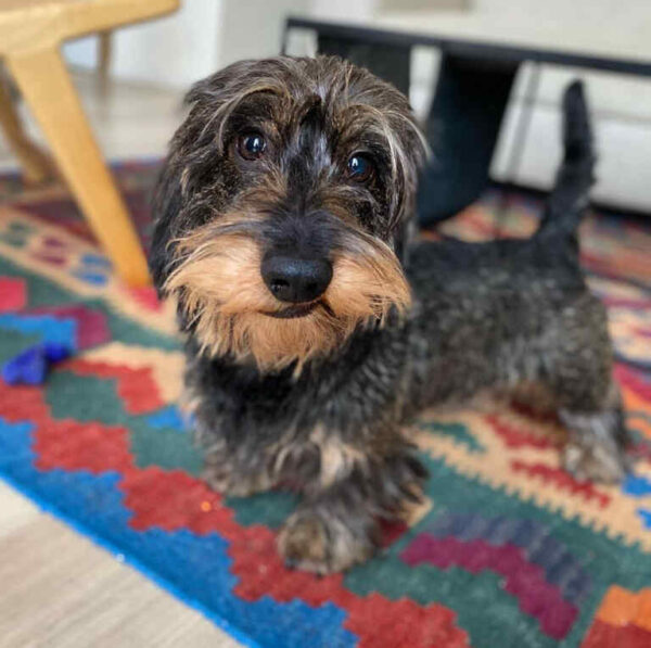 Merle Dachshund | Mini Dachshund for sale | All Dachshund