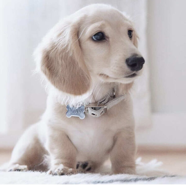 Miniature Cream Dachshund Puppy | All Dachshund