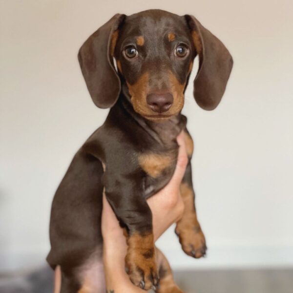 Merle Dachshund | Mini Dachshund for sale | All Dachshund