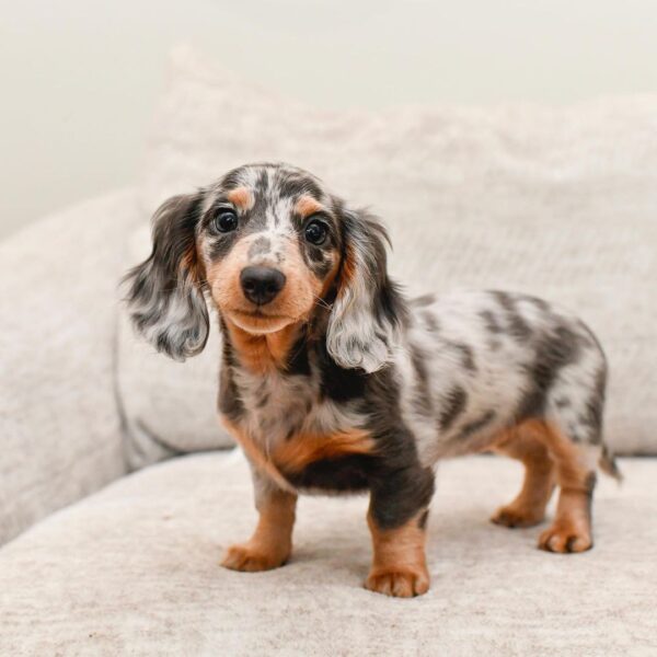 Dapple Mini Dachshund Puppies | All Dachshund