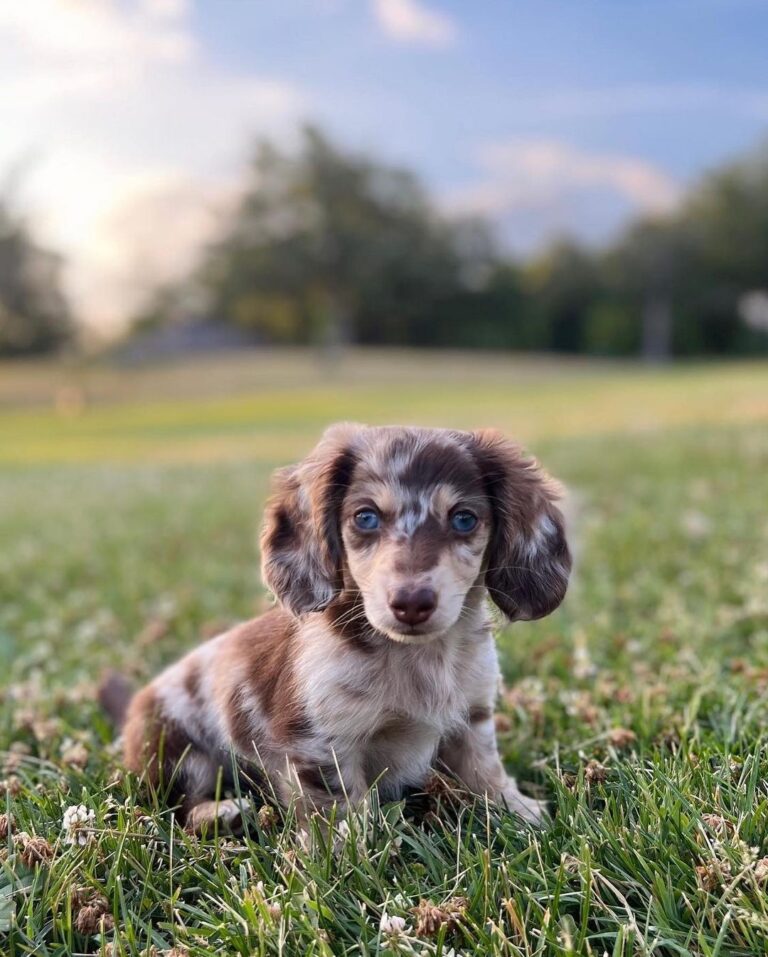 Dapple Dachshund Puppy | All Dachshund