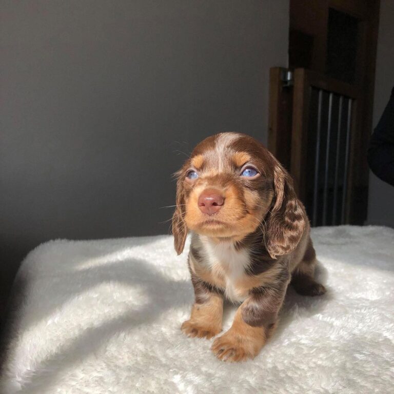 Merle Dachshund | Mini Dachshund for sale | All Dachshund