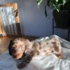 Merle Dachshund | Mini Dachshund for sale | All Dachshund