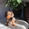 Merle Dachshund | Mini Dachshund for sale | All Dachshund