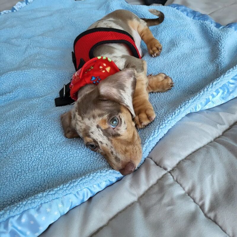 Red Dapple Dachshund | All Dachshund