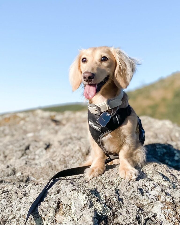 English Cream Dachshunds | All Dachshund