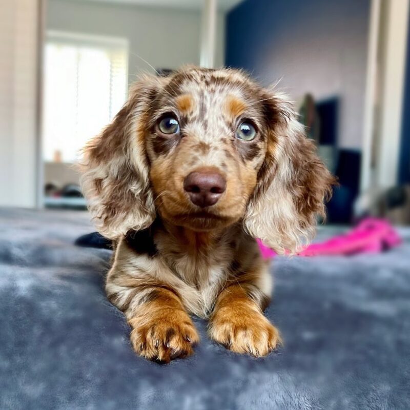 Miniature Dapple Dachshund | All Dachshund