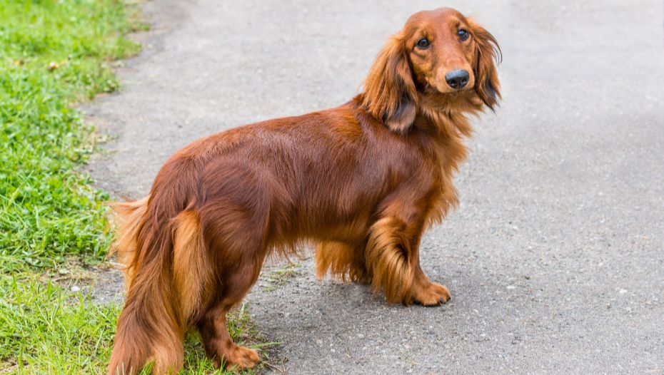 Long Haired Dachshund | All Dachshund