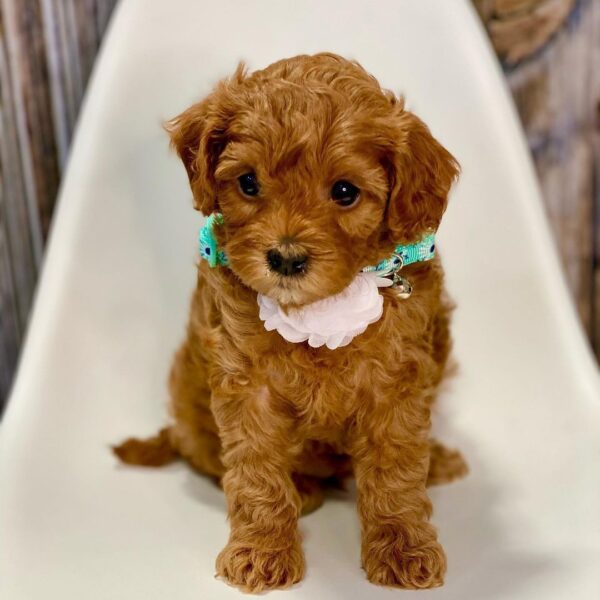 Cavapoo For Sale | All Dachshund