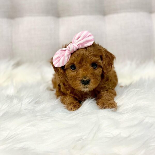 Cavapoo For Sale | All Dachshund